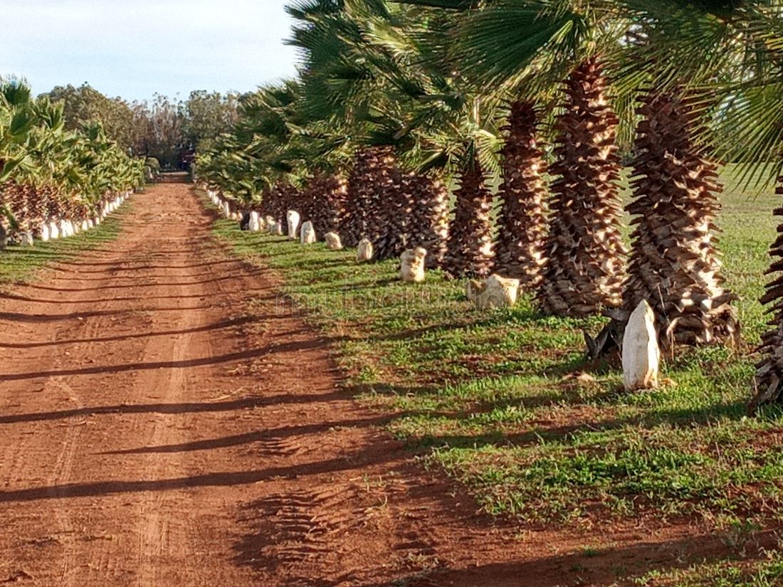 Ferme à vendre à Bir Jdid region d'El Jadida - Mubawab