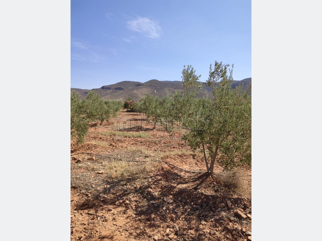 Ferme à la vente à Driouch. Surface totale 50000 m² - Mubawab